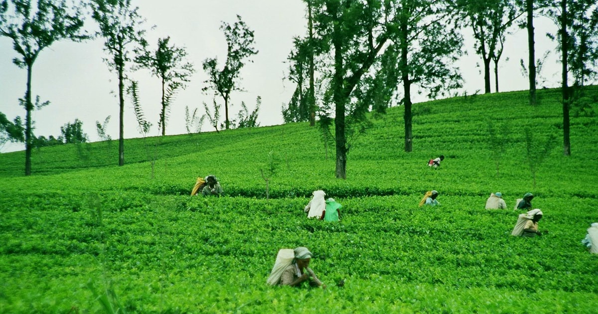 Ella: Day Tour From Kandy | GetYourGuide