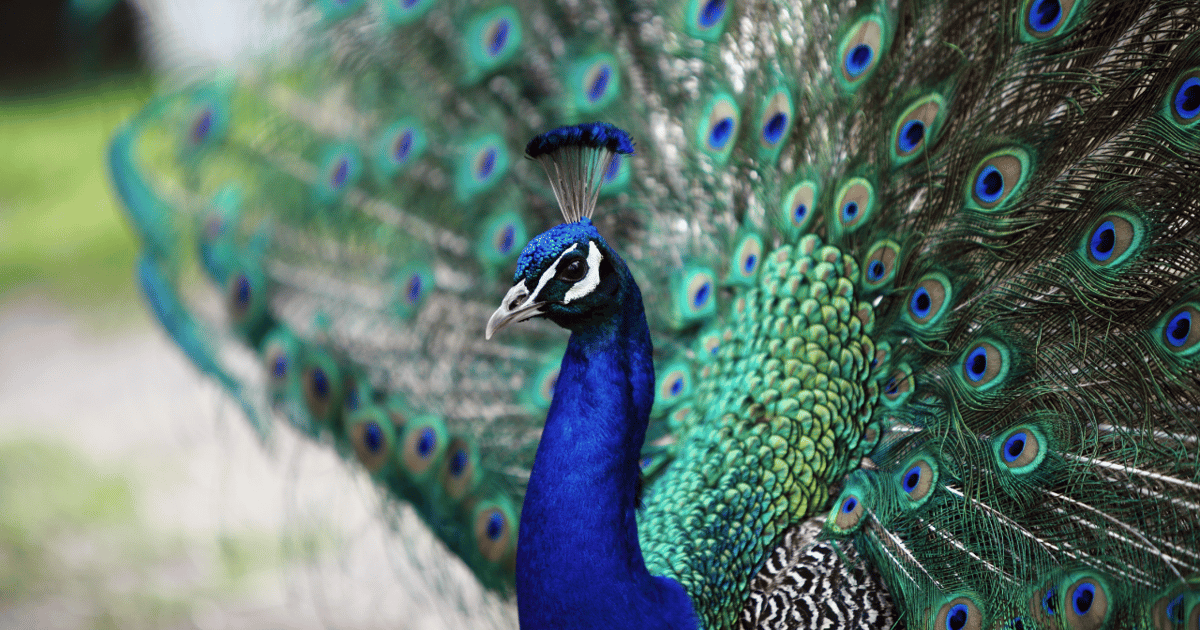 Bird Watching at Kodachadri | GetYourGuide