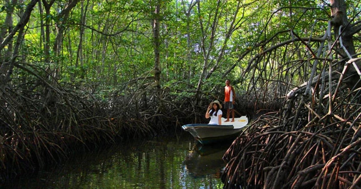 Nusa Dua: Mangrove Forest and Turtle Island Tour by Boat | GetYourGuide