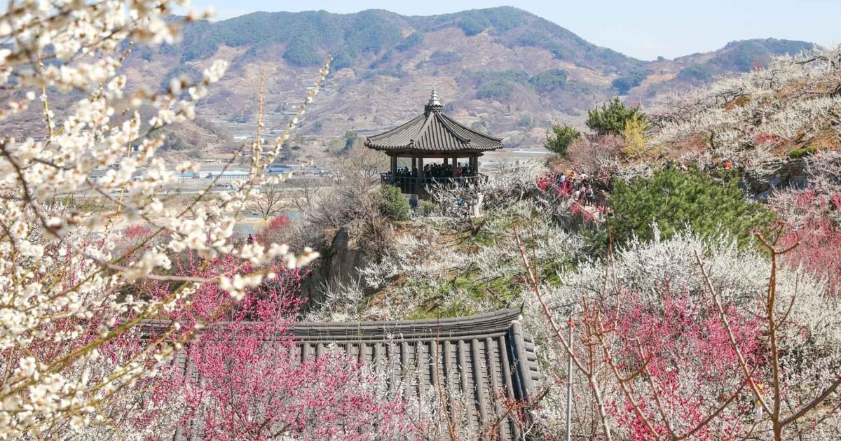 Seoul/Busan: Gwangyang Plum Blossom Festival Spring Day Tour | GetYourGuide
