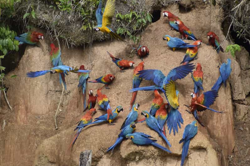 Dia inteiro de lambida de argila da arara Chuncho (araras grandes e ...