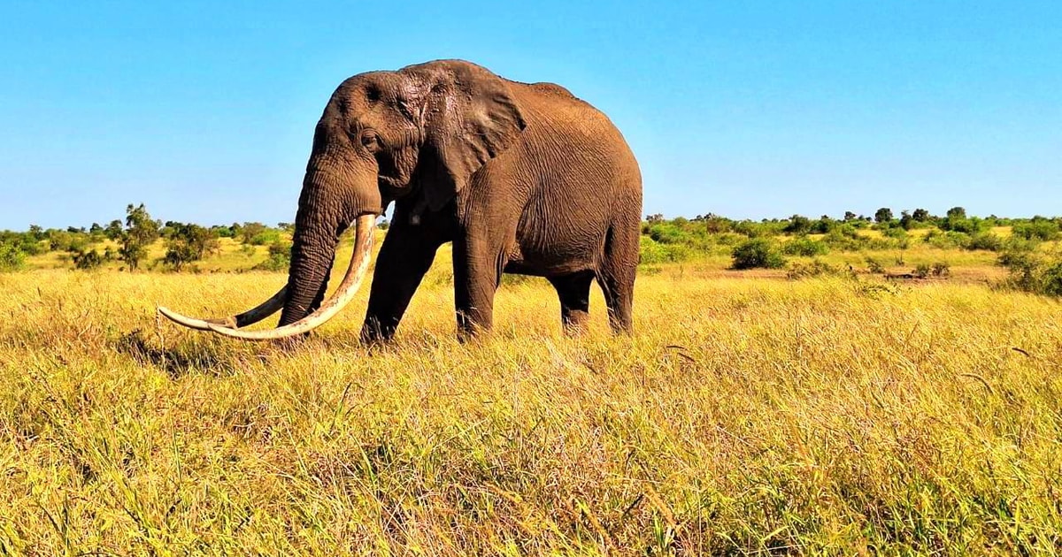 Explore Kruger Park & Sabi Sands for 4 Days & 3 Nights | GetYourGuide