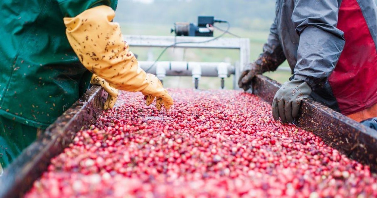 Explore New England: Guided Tour of a Cranberry Farm | GetYourGuide