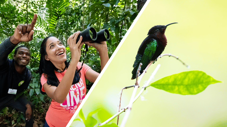 Rainforest Adventures Trail Hike at St Lucia | GetYourGuide