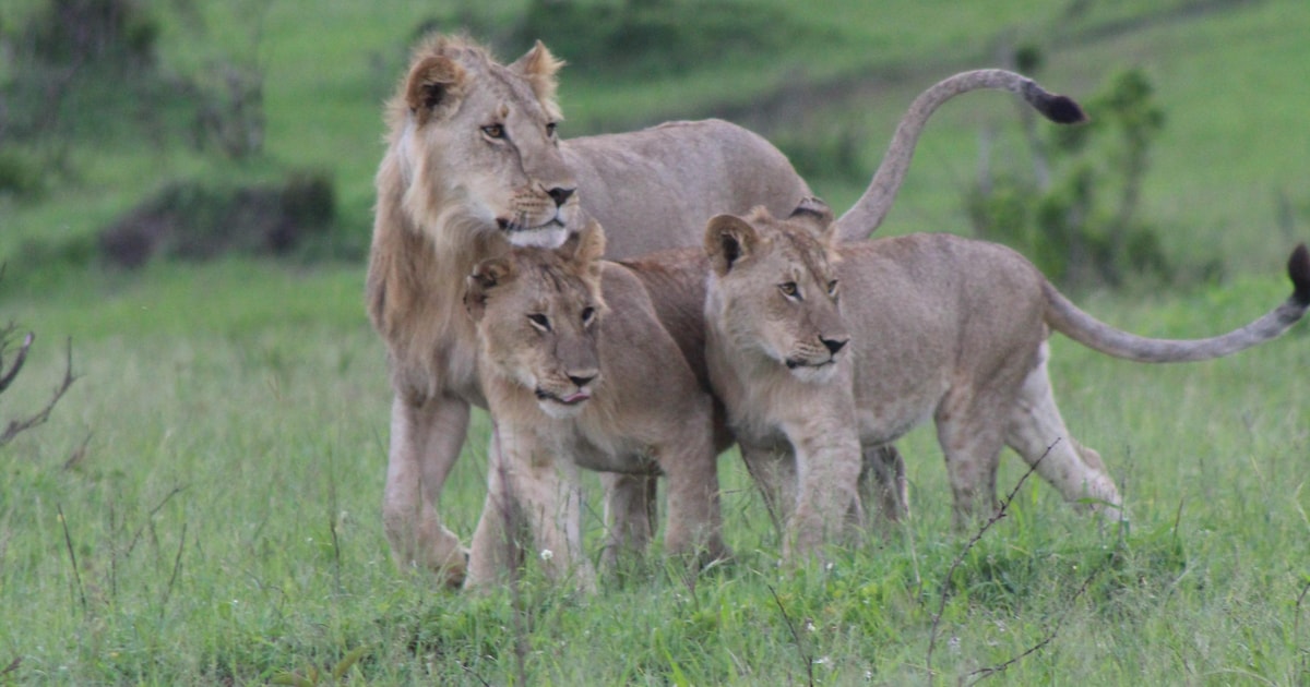 3 Days Masai Mara Group Lodge Safari | GetYourGuide