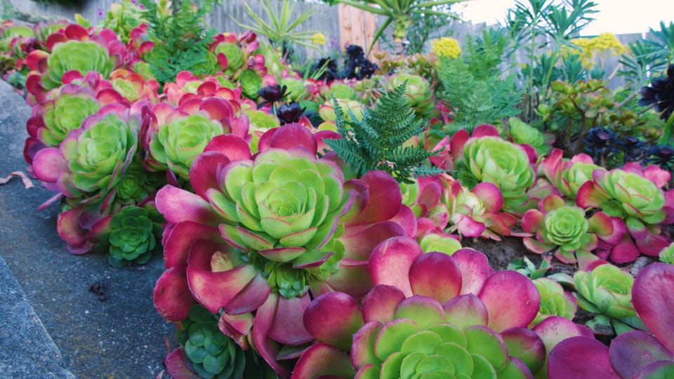 Hidden Stairways of San Francisco | GetYourGuide