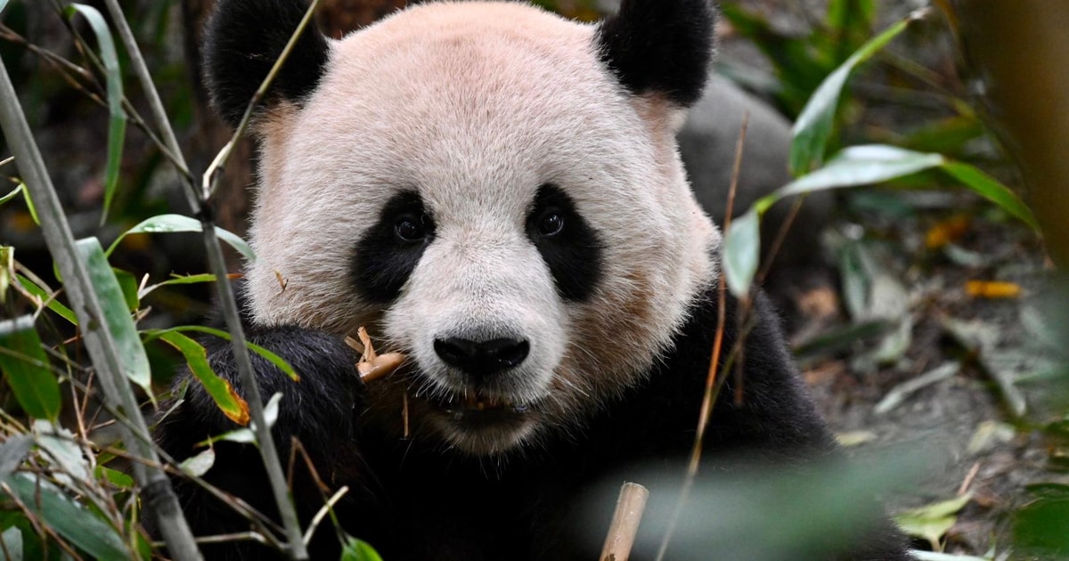 Chengdu: Panda Park & Optional Leshan Giant Buddha Tour | GetYourGuide