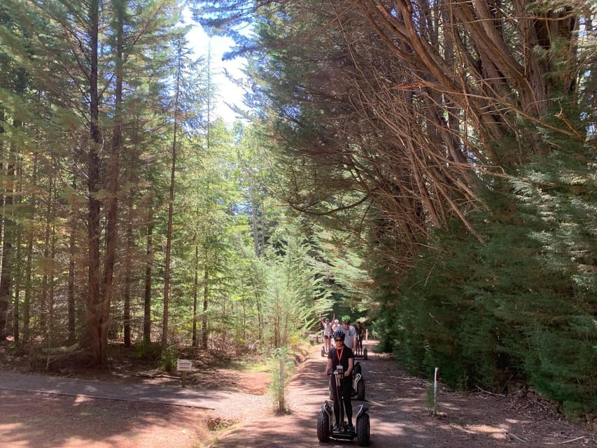 Launceston: Hollybank Forest Guided Segway Tour with Photos | GetYourGuide