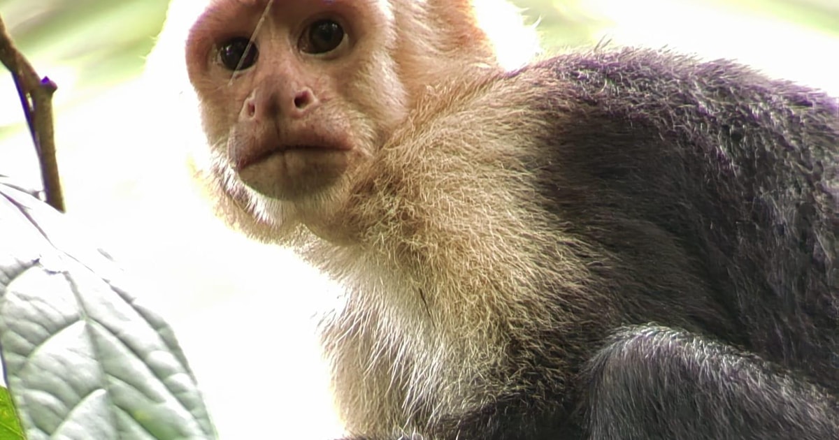 Monkey mangrove tour Quepos Puntarenas | GetYourGuide