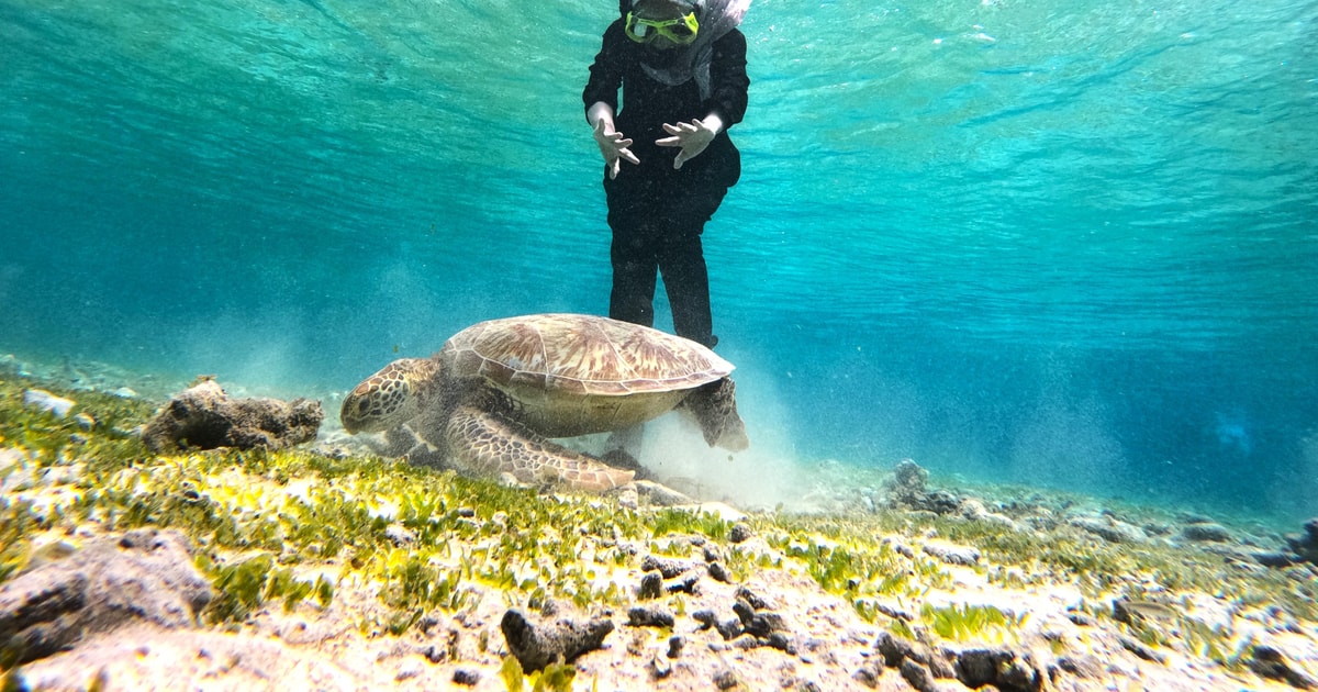 Snorkeling privado em Gili Trawangan, Gili Meno, Gili Air | GetYourGuide