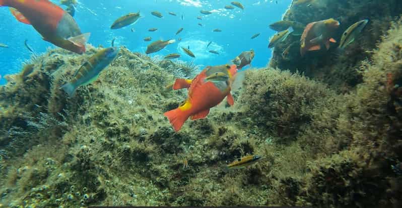 Reef Fish Watching | GetYourGuide