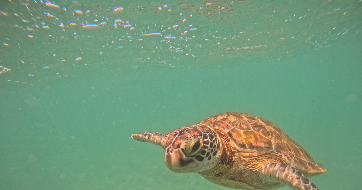 Mirissa: Turtle Snorkeling & Eco Adventure with Local Guide | GetYourGuide