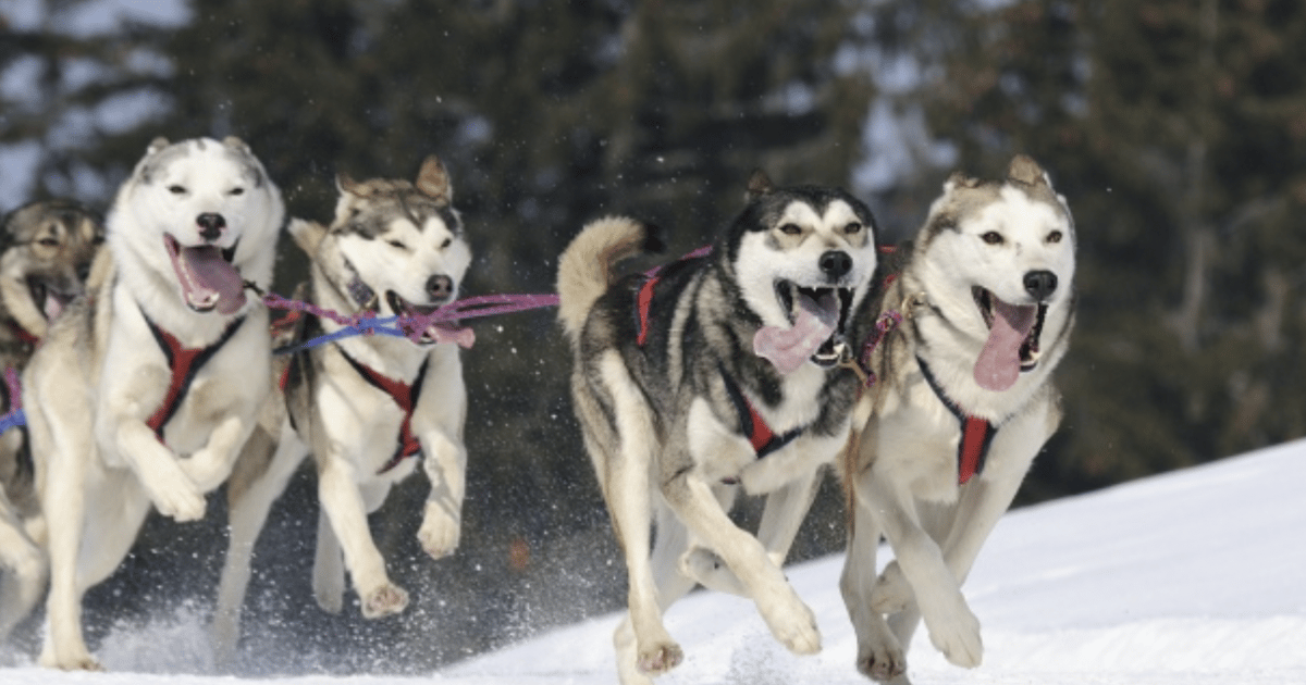 Riga: Husky Dog Sledding Experience | GetYourGuide
