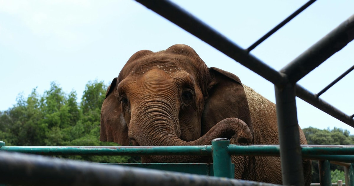 Von Neu-Delhi aus: Taj Mahal und Elefanten-Schutzzentrum | GetYourGuide