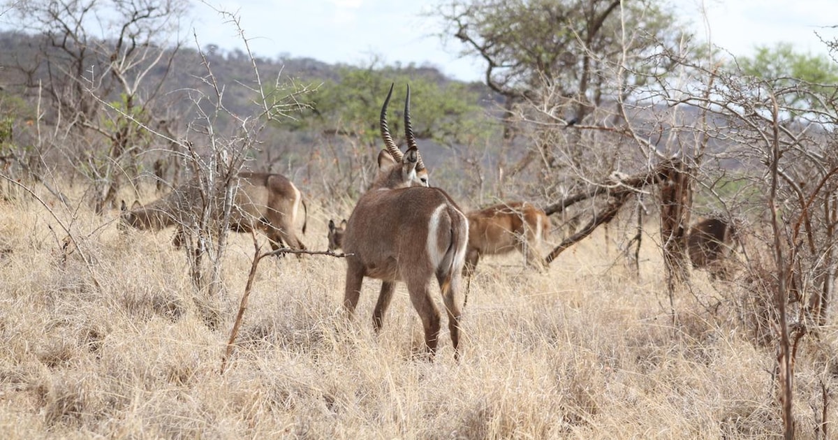 Arusza: 2-dniowe safari w kraterze Ngorongoro i Tarangire | GetYourGuide