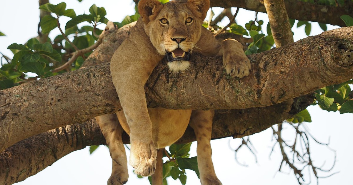 7-dniowe luksusowe safari na gorylach, szympansach i dzikiej przyrodzie ...