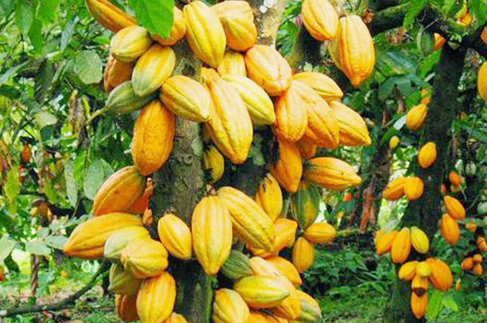 Cocoa Tour | GetYourGuide