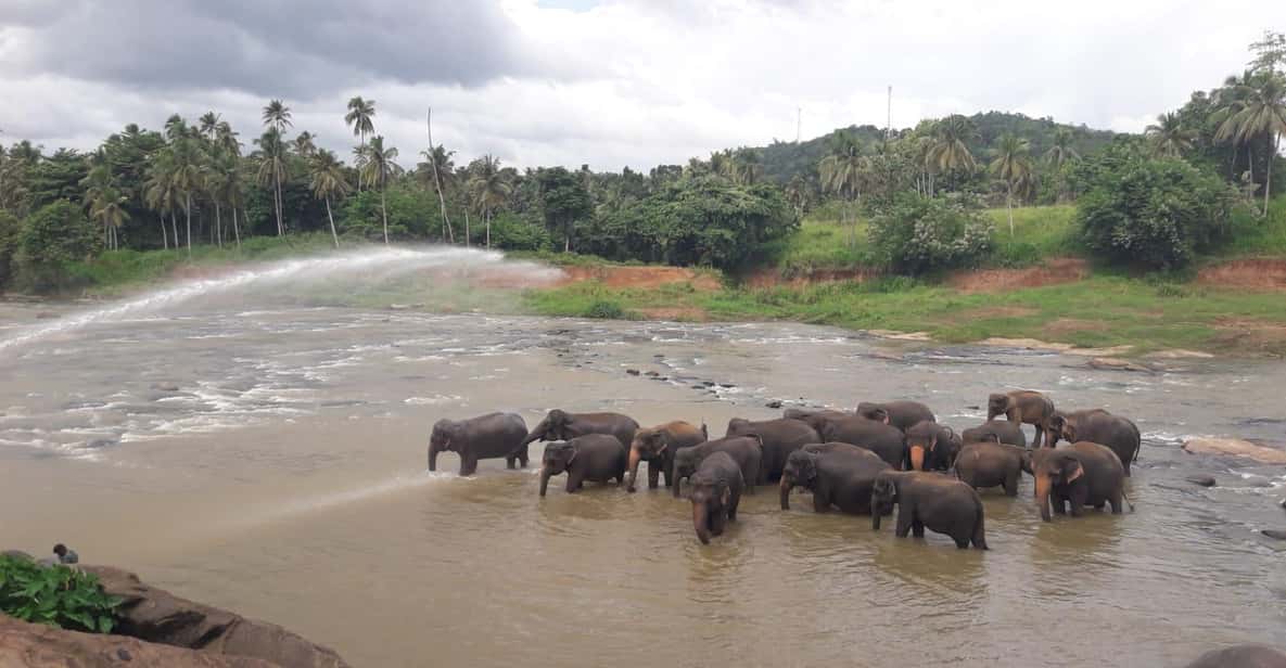 Colombo/Negombo: Kandy and Pinnawala Orphange Day Tour | GetYourGuide