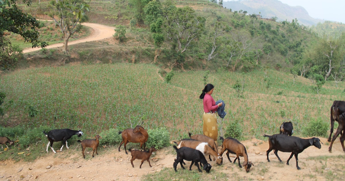 Bandipur: First hand rural cultural experience at homestay | GetYourGuide