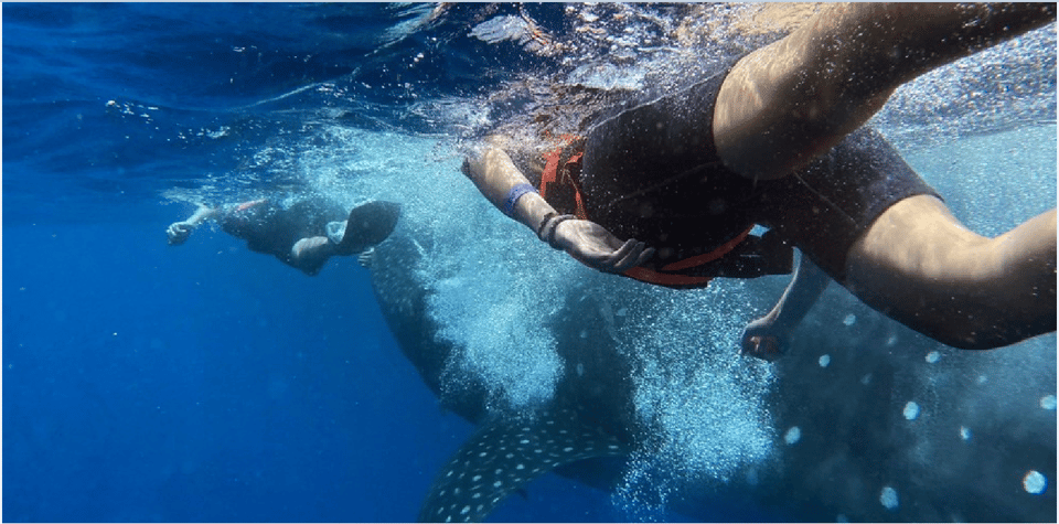 Holbox: Whale Shark Snorkeling Tour | GetYourGuide