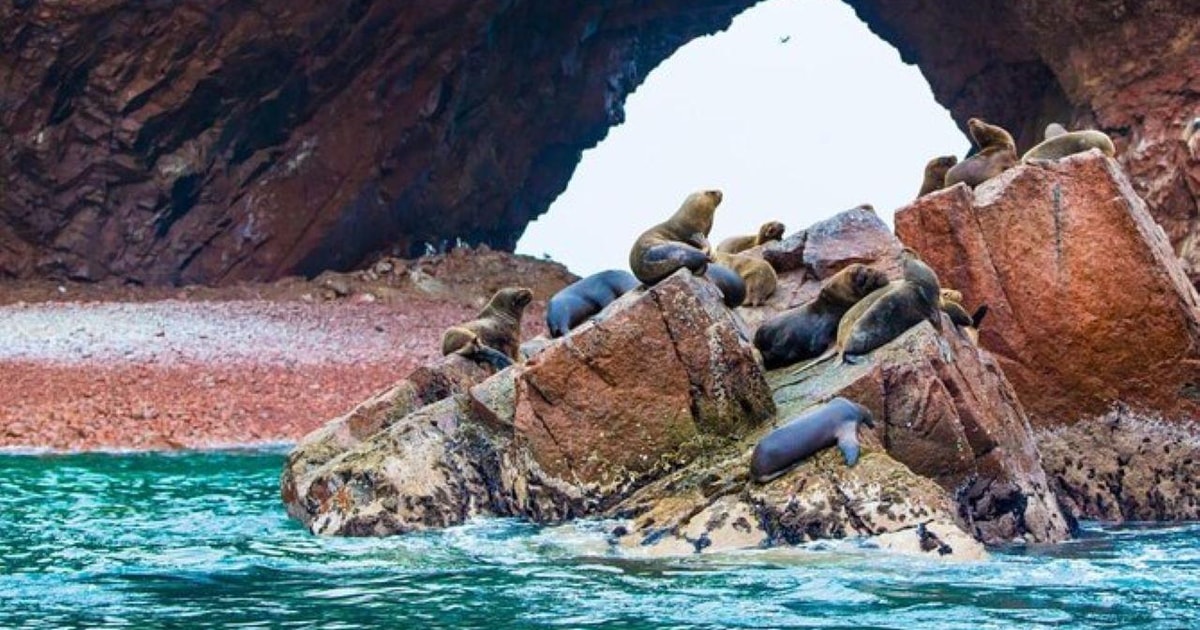 Excursie: Ballestas Eilanden en Paracas Nationaal Reservaat | GetYourGuide