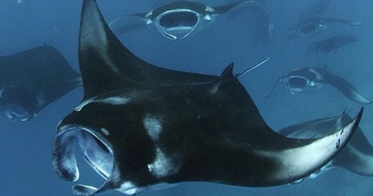 Nusa Penida: Exciting Snorkeling Experience With Manta Fish | GetYourGuide