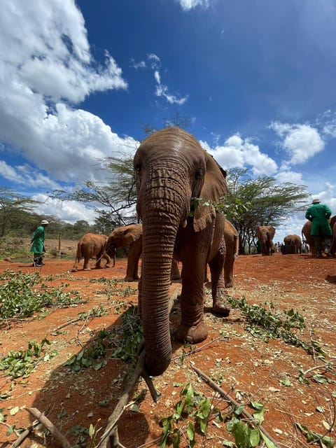 From Nairobi: David Sheldrick Elephant Trust Half Day Tour | GetYourGuide