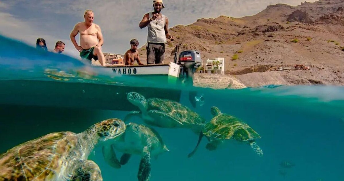 Live Snorkeling & Swimming with Sea Turtles in the Atlantic | GetYourGuide