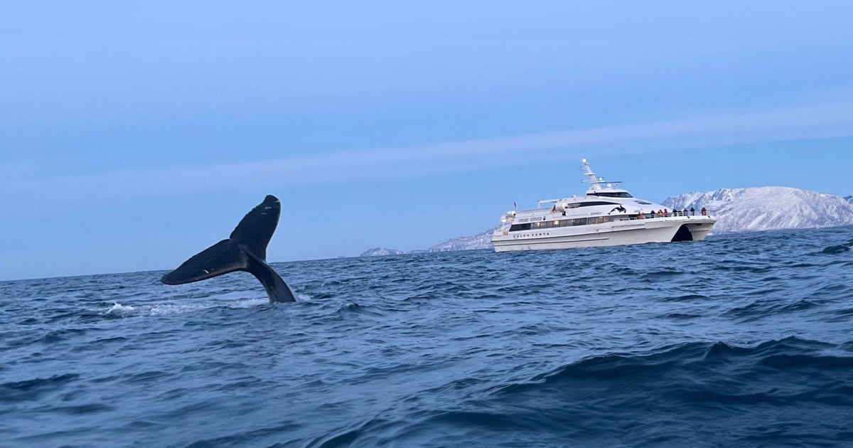 Safari delle balene a Tromsø con la MS Gabriele | GetYourGuide