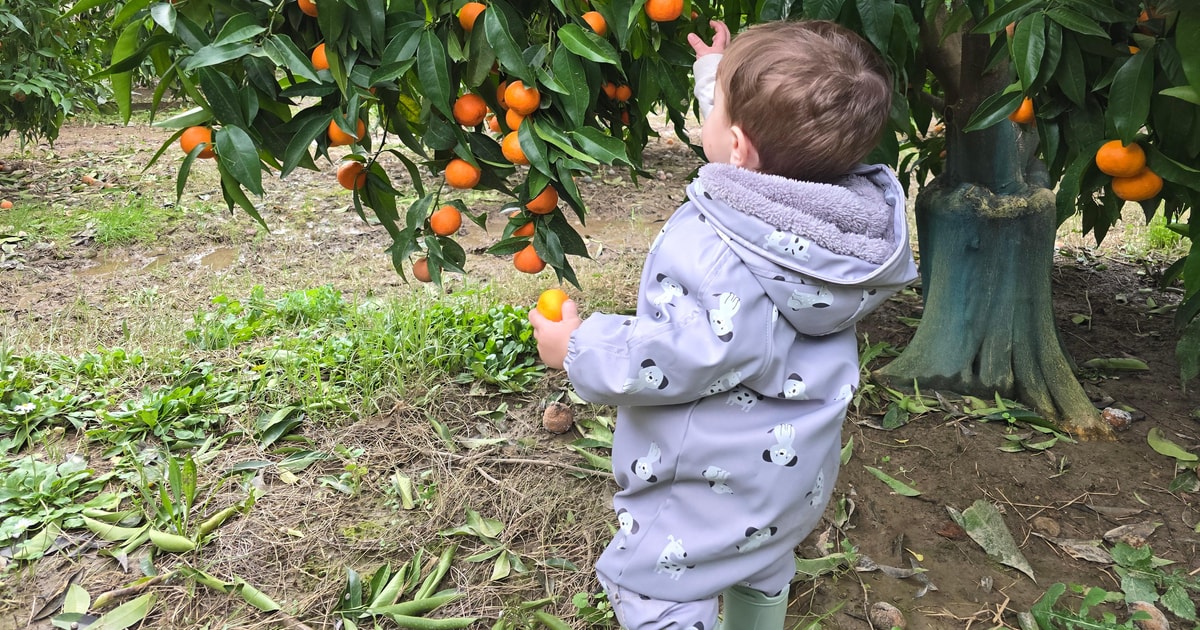 Xarrë: Mandarin Farming Tour with Traditional Cooking Lunch | GetYourGuide