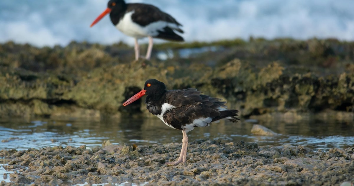Lima: guided tour of a nature reserve on the Rimac River | GetYourGuide