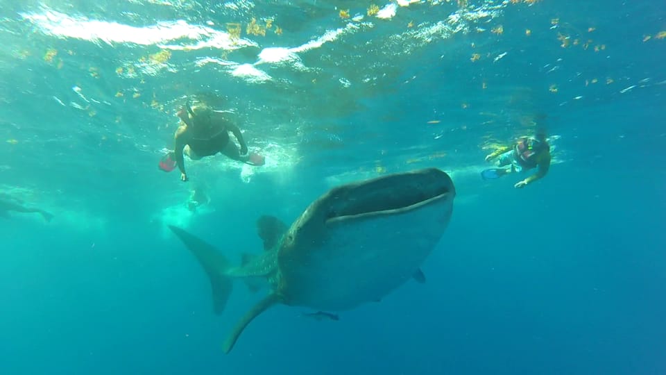 Riviera Maya: Whale Shark Tour | GetYourGuide
