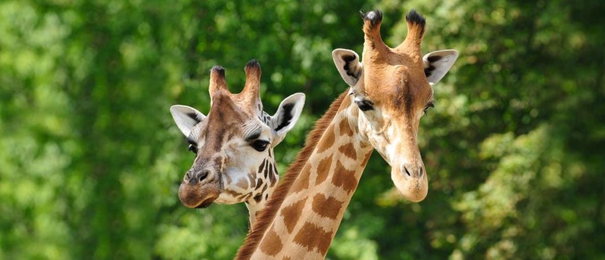 Nairobi National Museum, Giraffe Center & Kobe Beads Tour | GetYourGuide