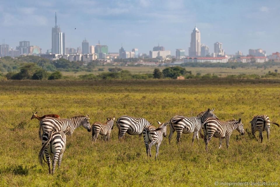 Safari por el Parque Nacional de Nairobi | GetYourGuide