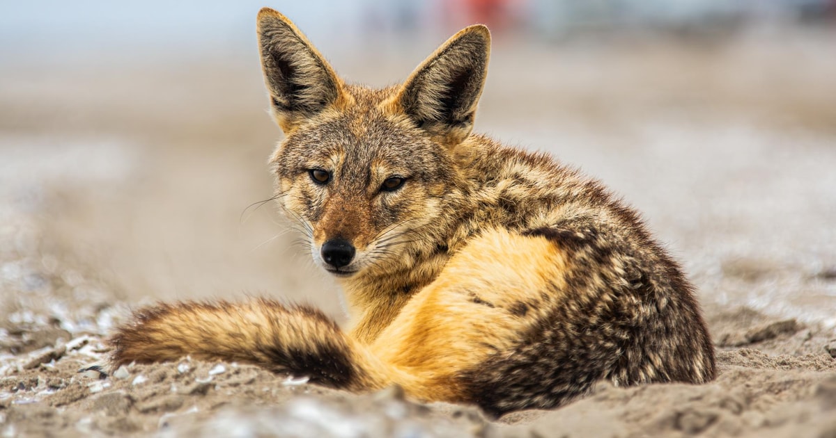 Walvis Bay : Pelican Point Vogelbeobachtung und Kap-Robben Tour ...