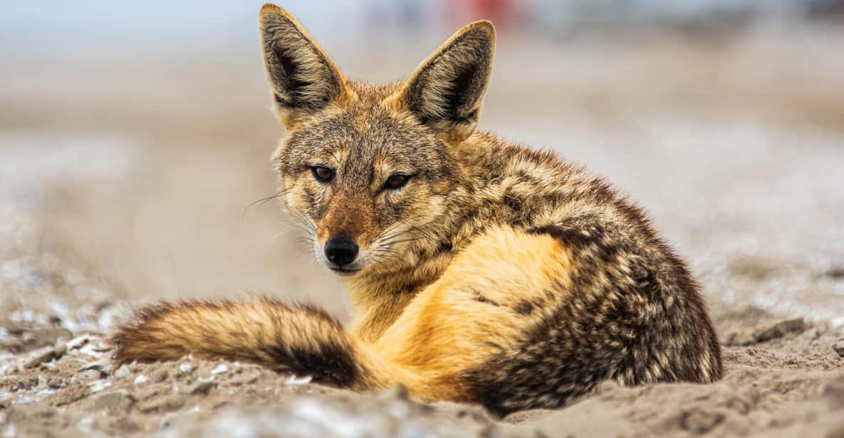 Walvisbaai : Pelican Point vogels spotten en Kaapse pelsrobben tour ...