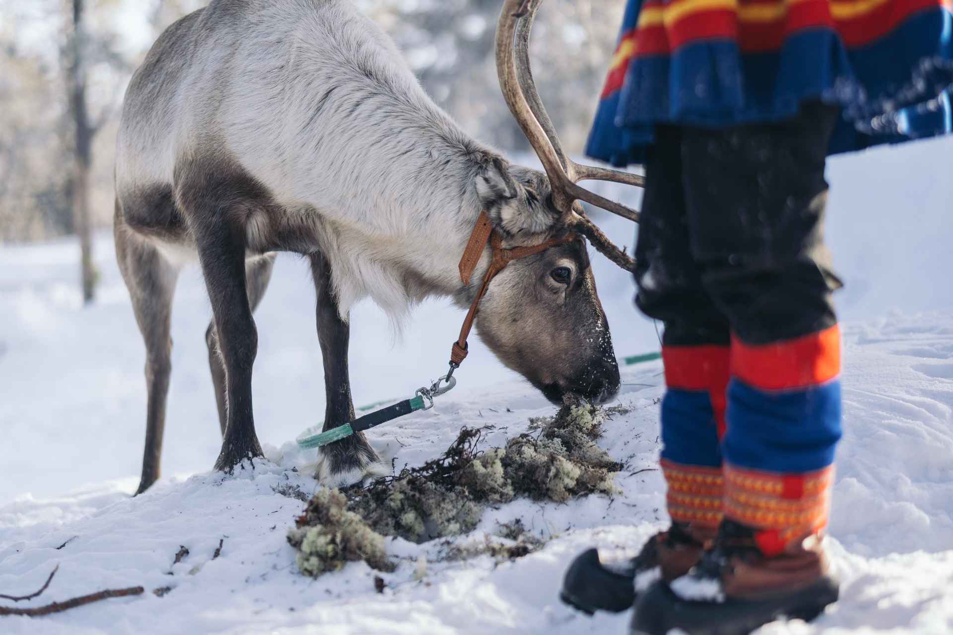 Kiruna: Reindeer Herder Tour with Sami Dinner and Transfers | Guide to ...