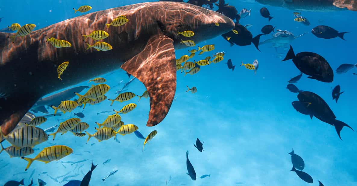 Hulhumale: Snorkeling Experience Nurse Shark | GetYourGuide
