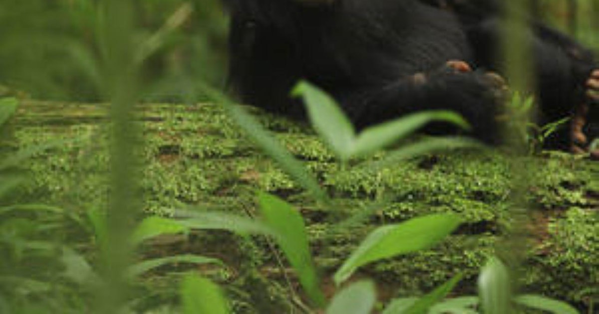 Uganda : 1denní výlet do rezervace Ngamba za šimpanzi | GetYourGuide