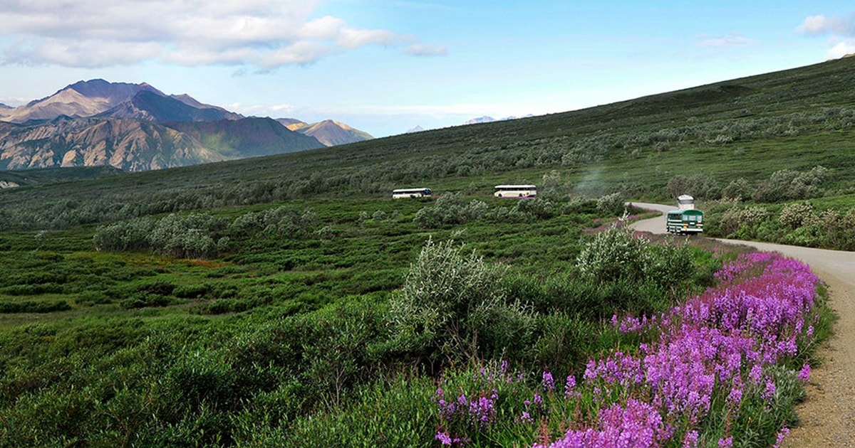 Denali National Park: Natural History Guided Bus Tour | GetYourGuide