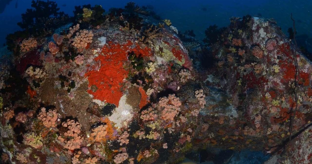 Seyşeller Tüplü Dalış Deneyimi | GetYourGuide