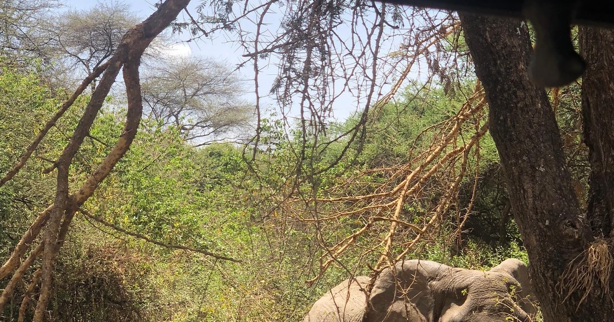 Arusza: 1-dniowa wycieczka do Ngorongoro | GetYourGuide