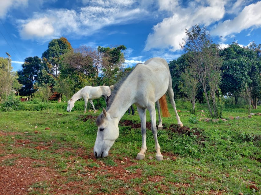 Graceful Gallop, Horse Ride Adventure in Mount Kigali | GetYourGuide