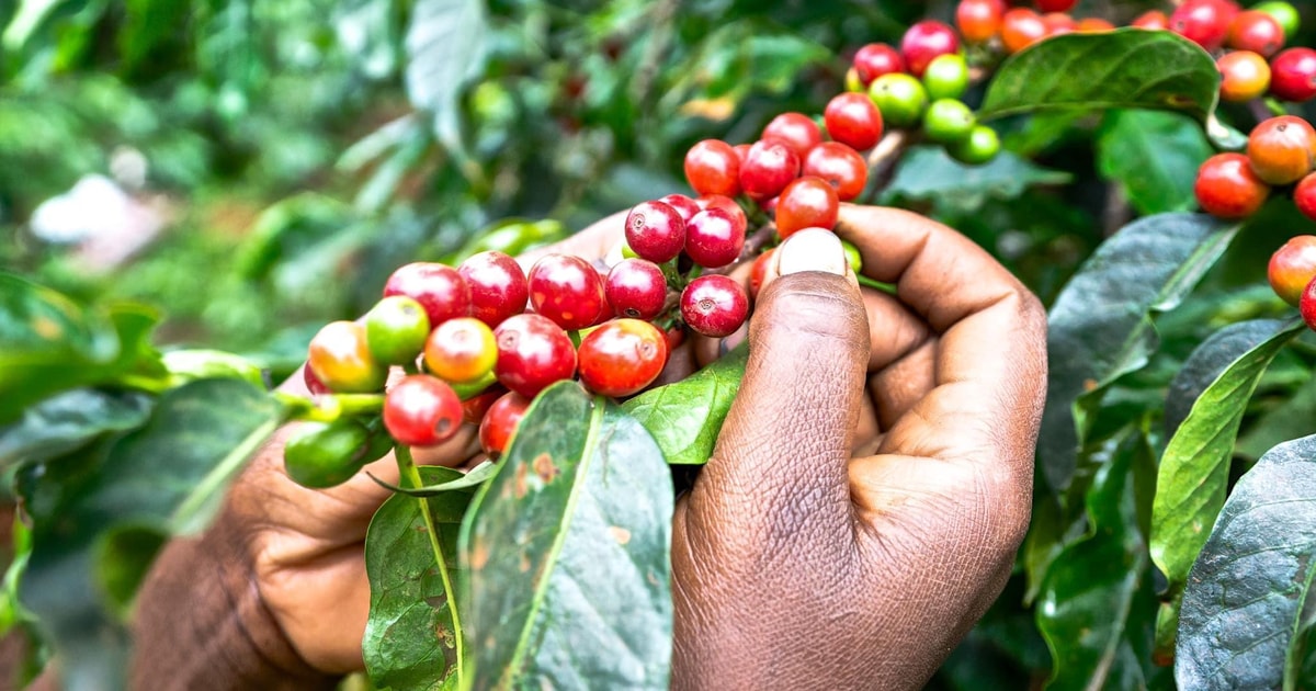 Half-Day Fairview Estate Coffee Farm &Coffee Tasting Tour | GetYourGuide