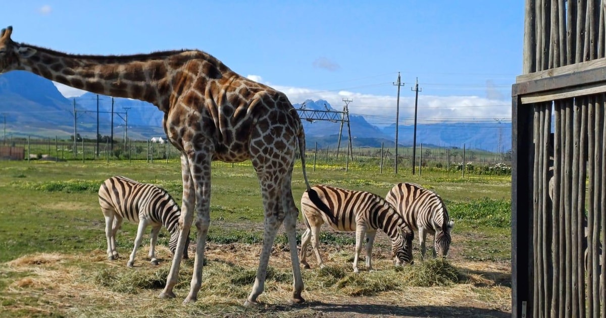 Cape Town: Giraffe House, Cheetah Outreach and Wine Tasting | GetYourGuide