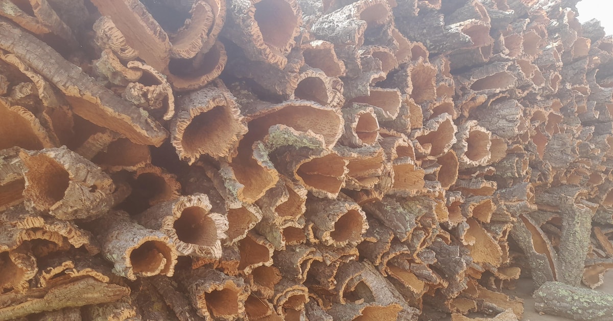 Enjoy The Corck Experience and Visit Tavira City | GetYourGuide