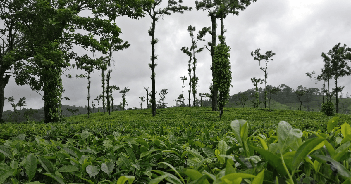 Day Trip to Tala Kaveri (Guided Tour by a Car from Coorg) | GetYourGuide