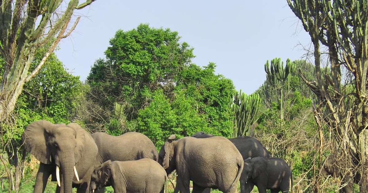 11-Day Uganda Rwanda Safari Tour | GetYourGuide