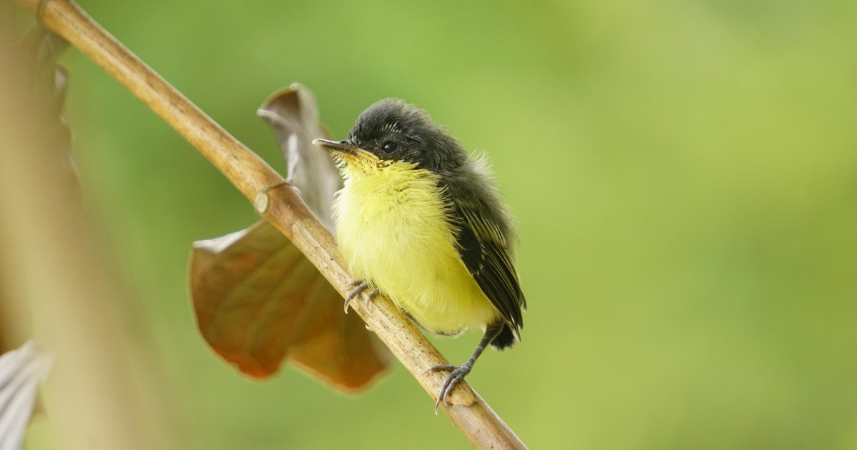 Osa: Bird Watching Tour | GetYourGuide