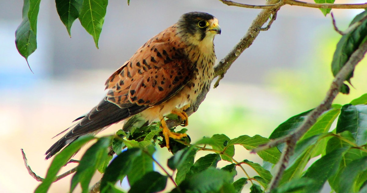 Bird Watching The Raptors | GetYourGuide